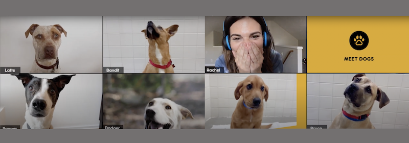Adopta un perrito por medio de zoom - Escaparate