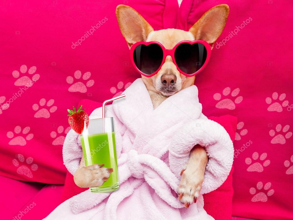 Consiente a tu perrito con estas estéticas de Toluca - Escaparate